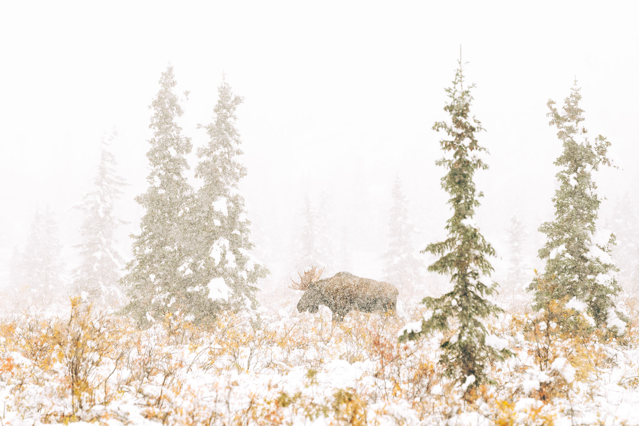Alaskan autumn - Wilder Wall